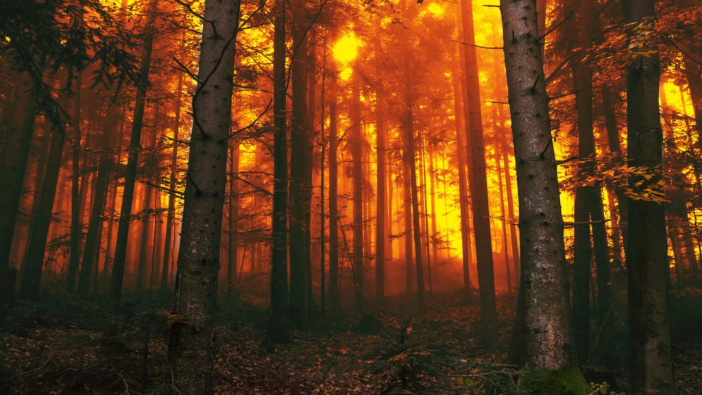 The 3 Different Types of Arson in Minnesota